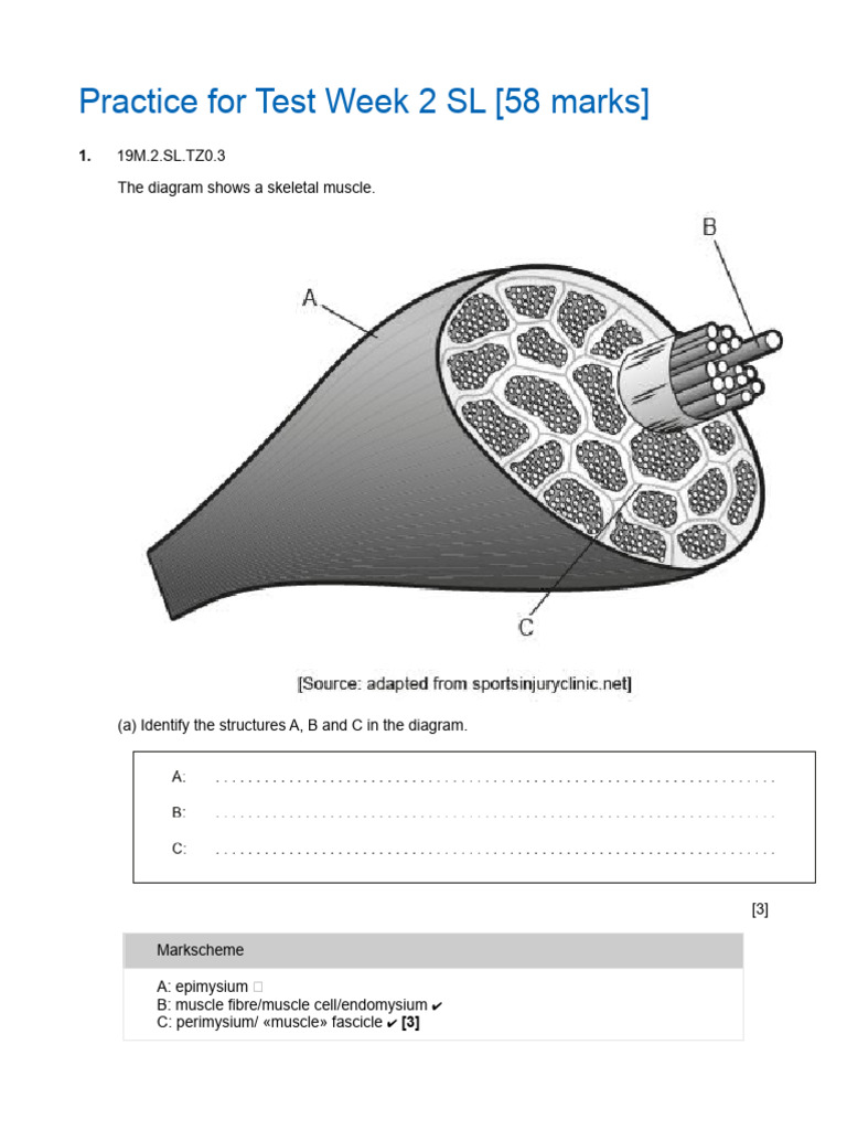 Practice For Test Week 2 SL Answers | PDF | Skeletal Muscle | Muscle ...