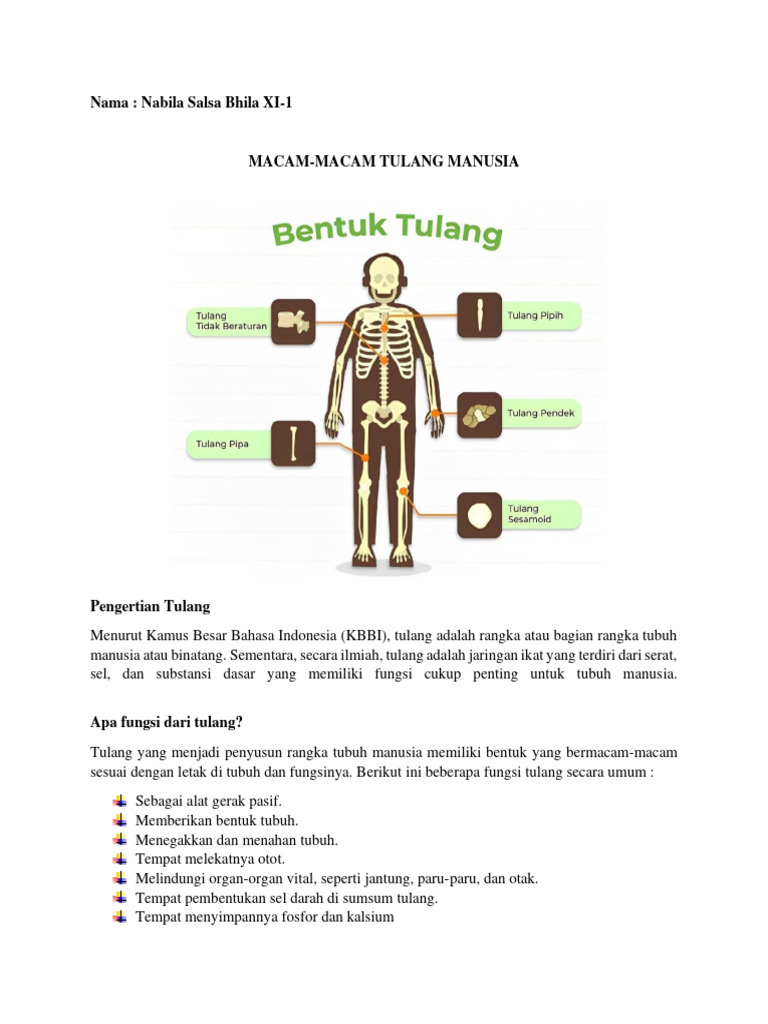 Jenis-jenis Tulang Manusia dan Fungsinya | PDF