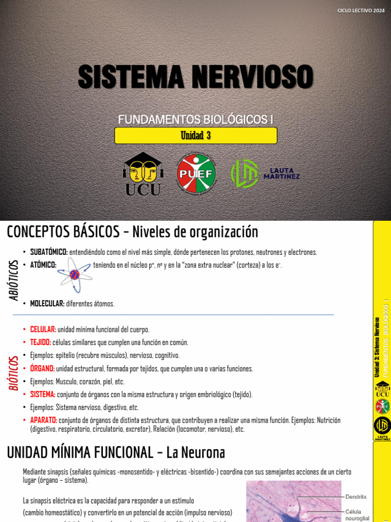 Sistema Nervioso - Presentación A Alumnos | PDF | Sistema nervioso central | Cerebro