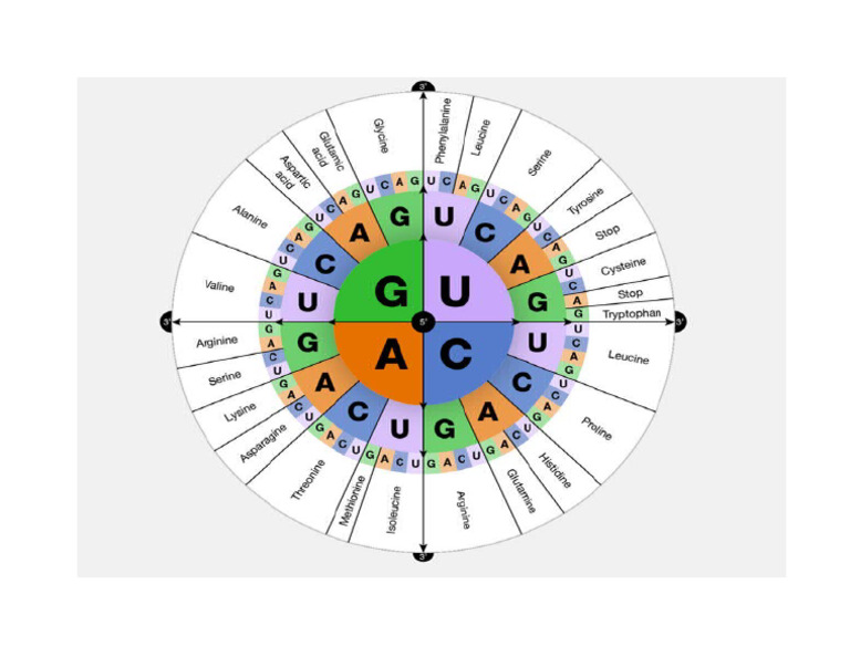 Genetic Code | PDF