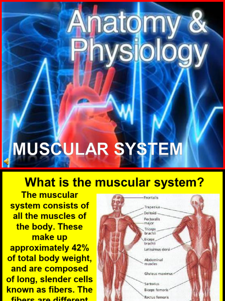 175 Anatomy Muscular System | PDF | Muscle | Soft Tissue