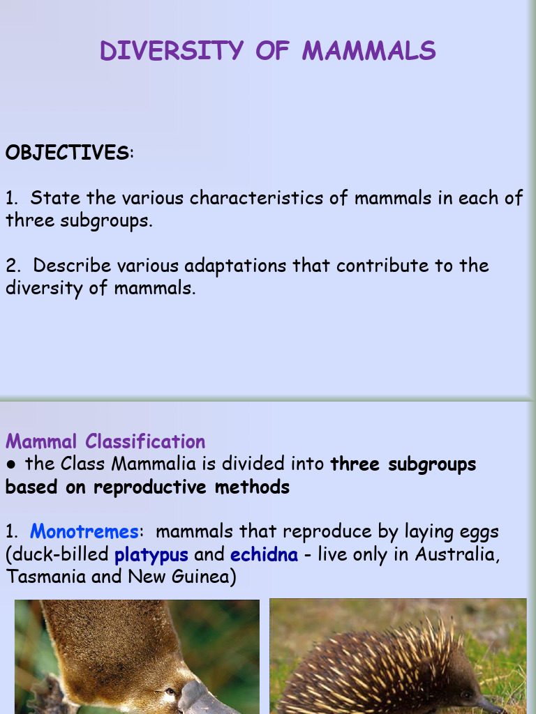 Diversity-of-Mammals (1) | PDF | Mammals | Marsupials