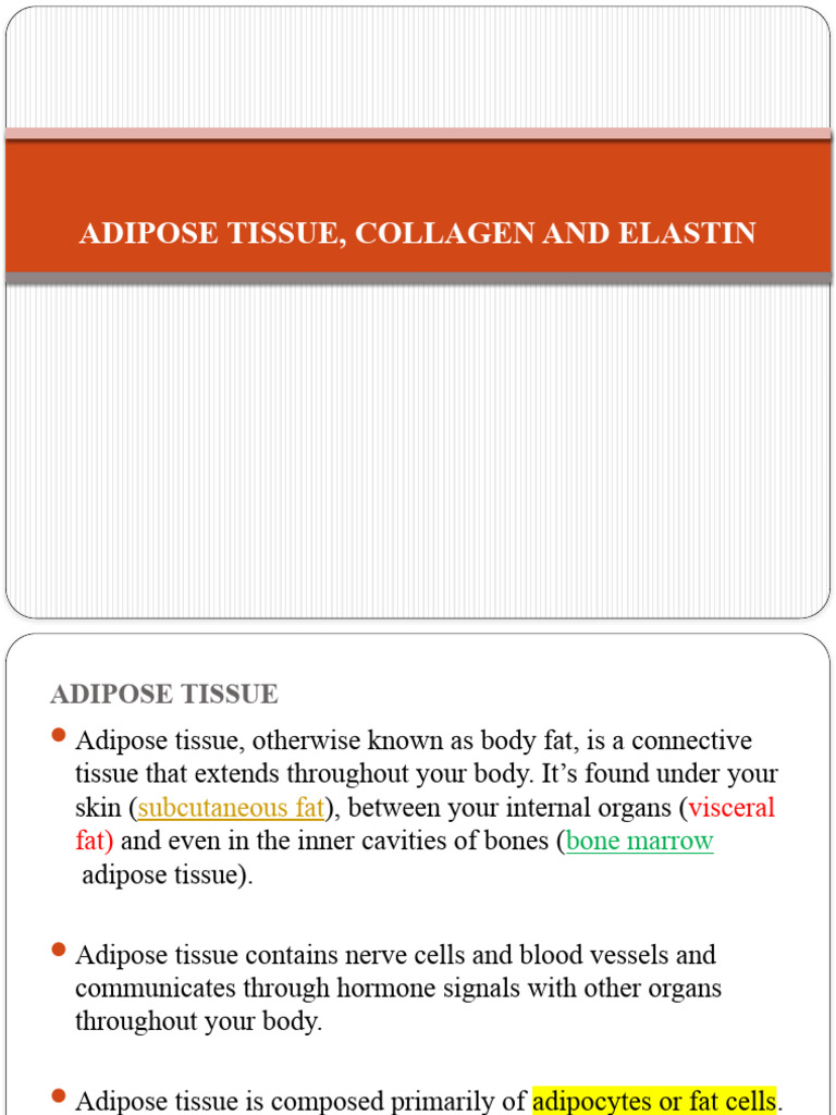 Adipose Tissue, Collagen, Elastin Guide | PDF | Adipose Tissue | Adipocyte