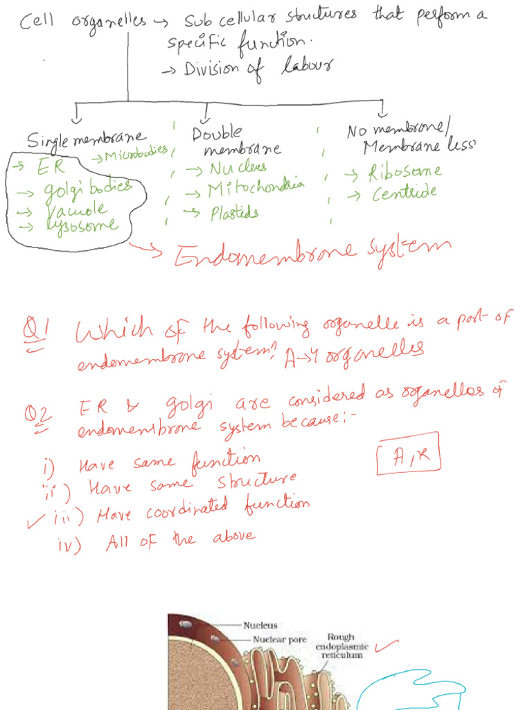 Endomembrane System | PDF