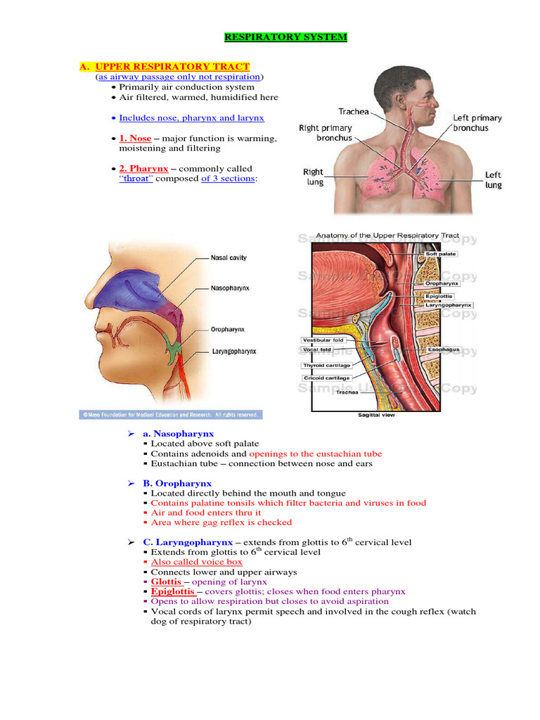 MEDSURG-RESPI | PDF | Lung | Respiratory Tract