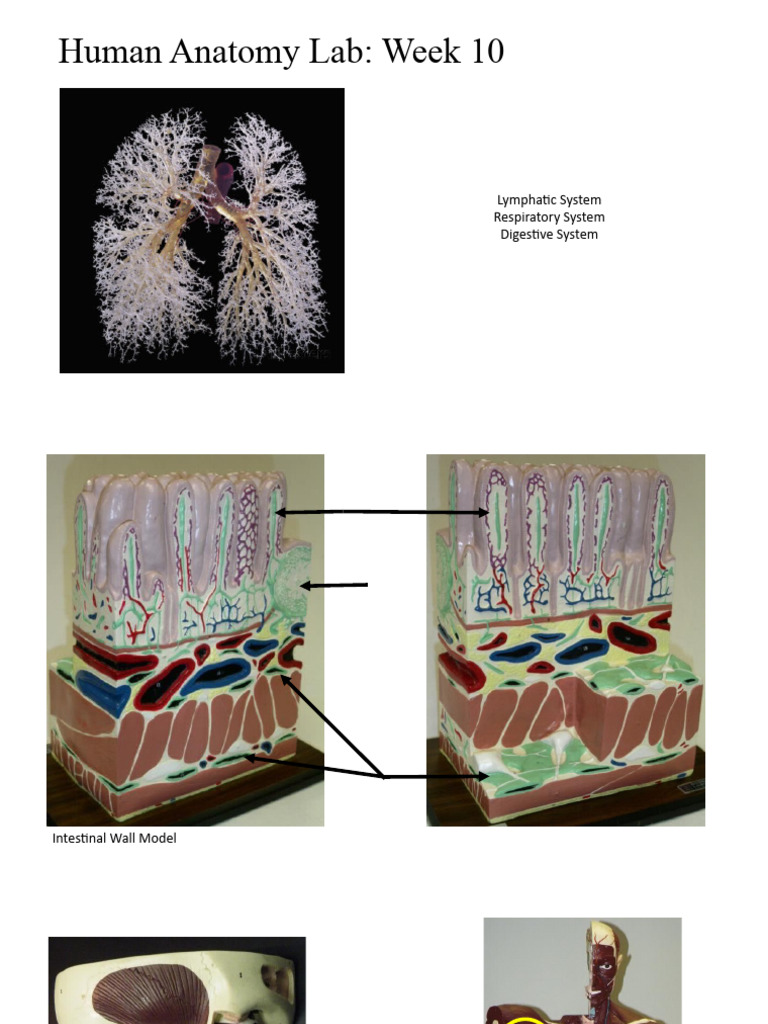 Human Anatomy: Lymphatic & Respiratory Systems | PDF | Respiratory ...