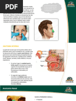 Nariz y Senos Paranasales | PDF | Nariz humana | Rinología