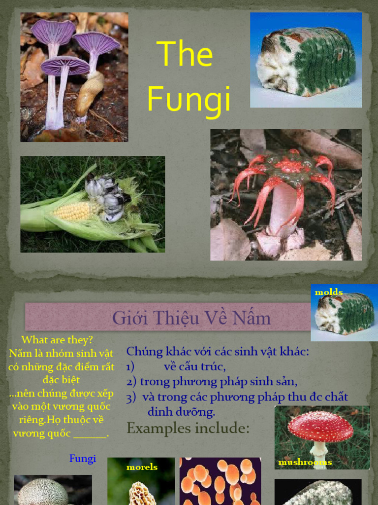 The Fungi Lecture Pdf Fungus Sexual Reproduction