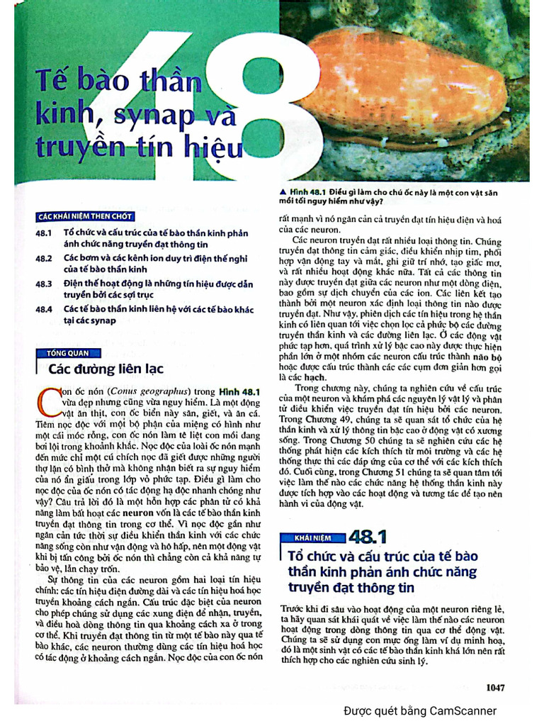 Te Bao Than Kinh Synape Va Truyen Tin Hieu | PDF