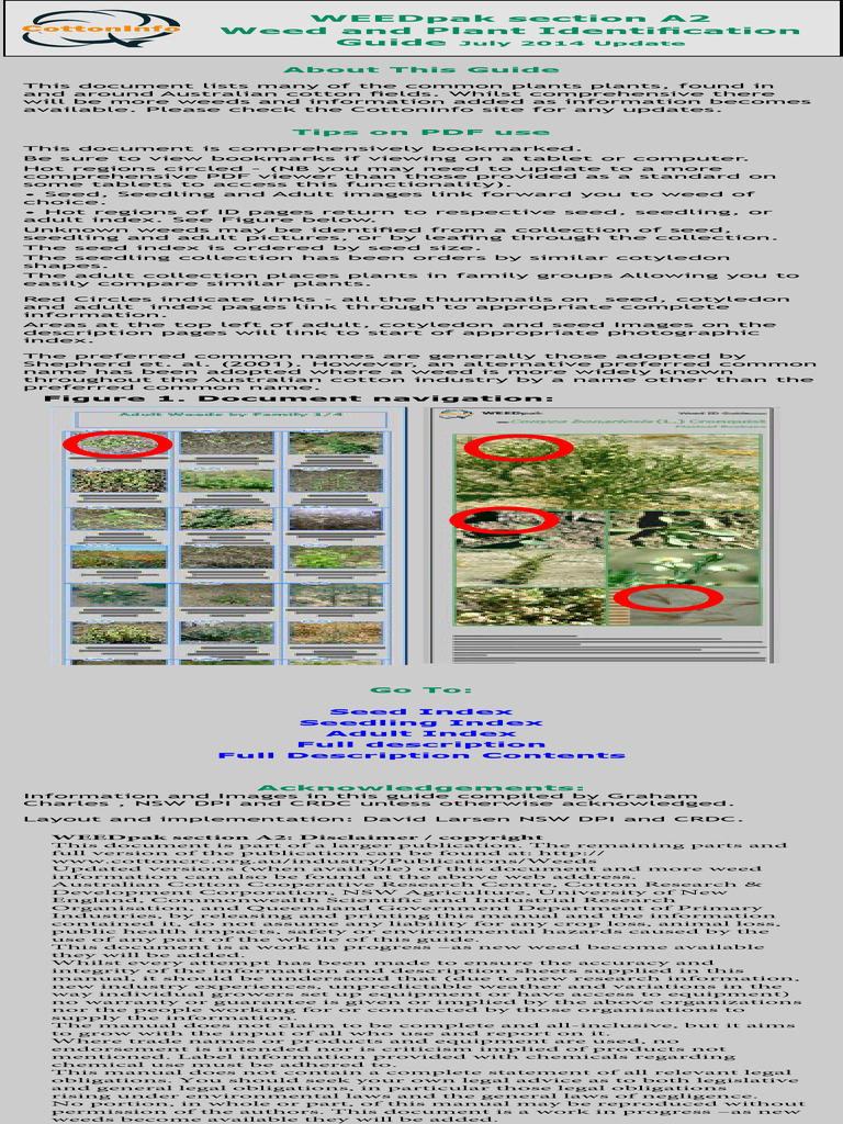 Plant and Weed ID Seedling | PDF | Leaf | Seed