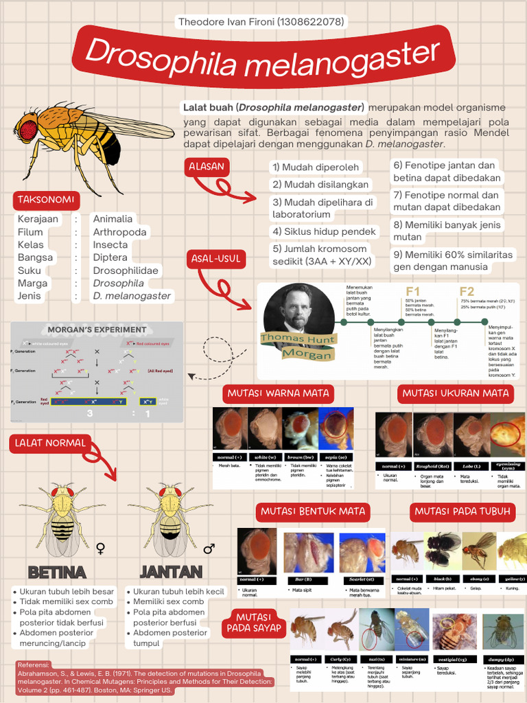 Infografis Prak Gene - Drosophila Melanogaster | PDF
