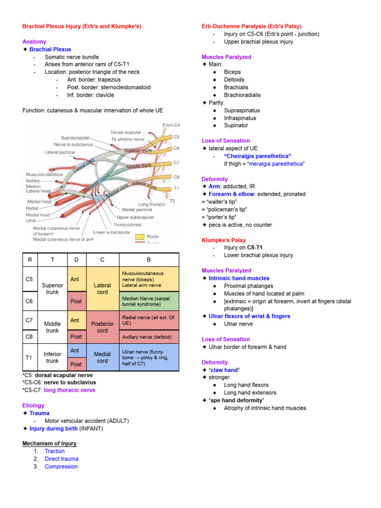 Pedia PT | PDF | Hand | Musculoskeletal System