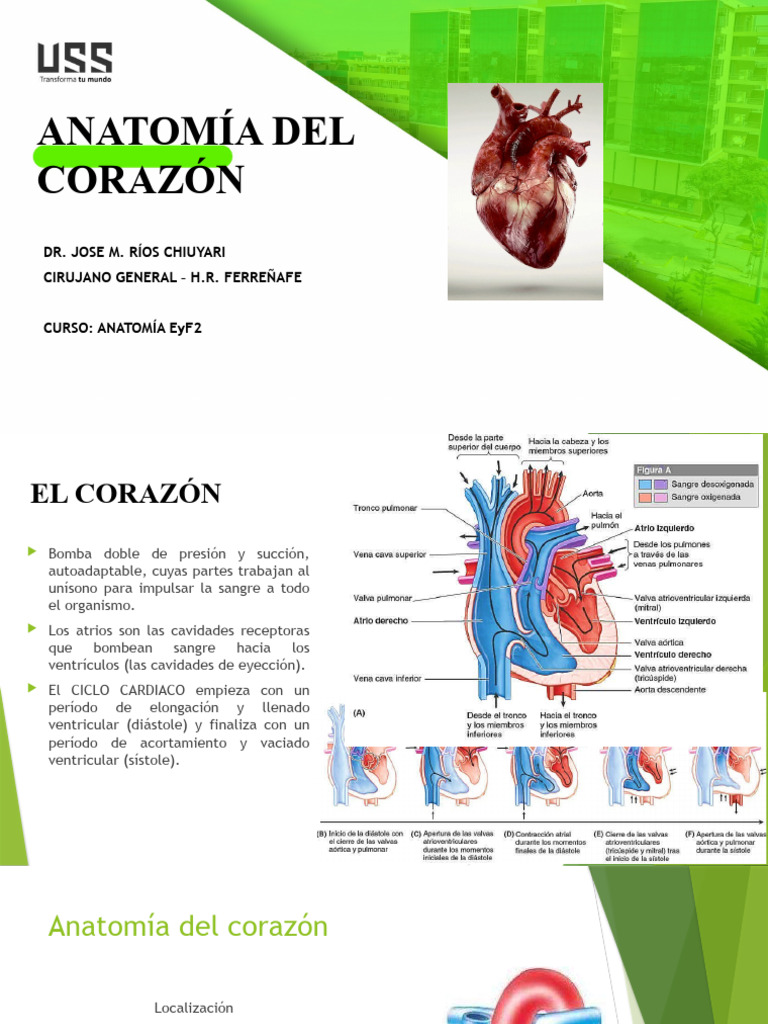 Anatomía Del Corazón | PDF | Corazón | Ventrículo (corazón)