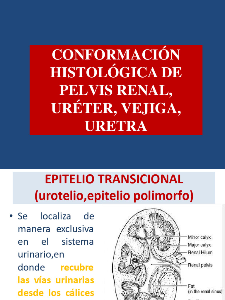 Pelvis Renal Vejiga y Uretra Práctica | PDF | Membrana mucosa | Epitelio