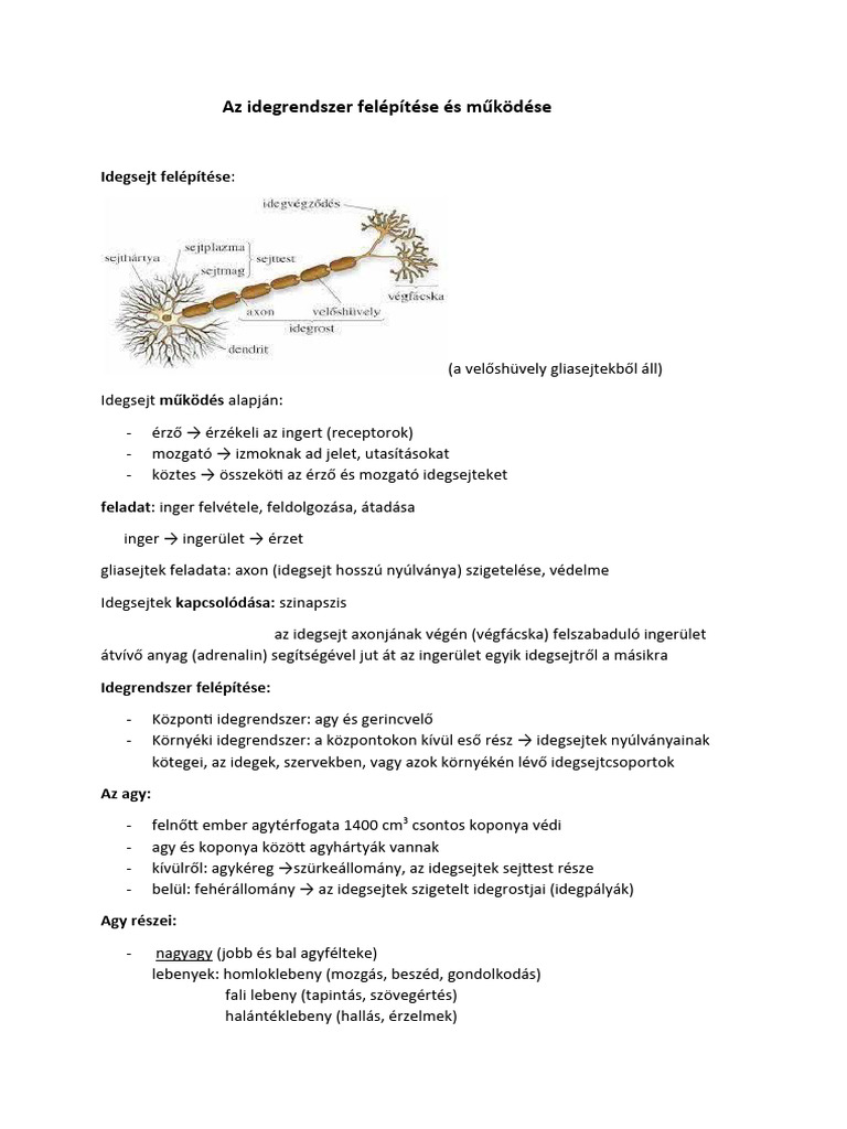 Az Idegrendszer Felépítése És Működése 8. Új | PDF