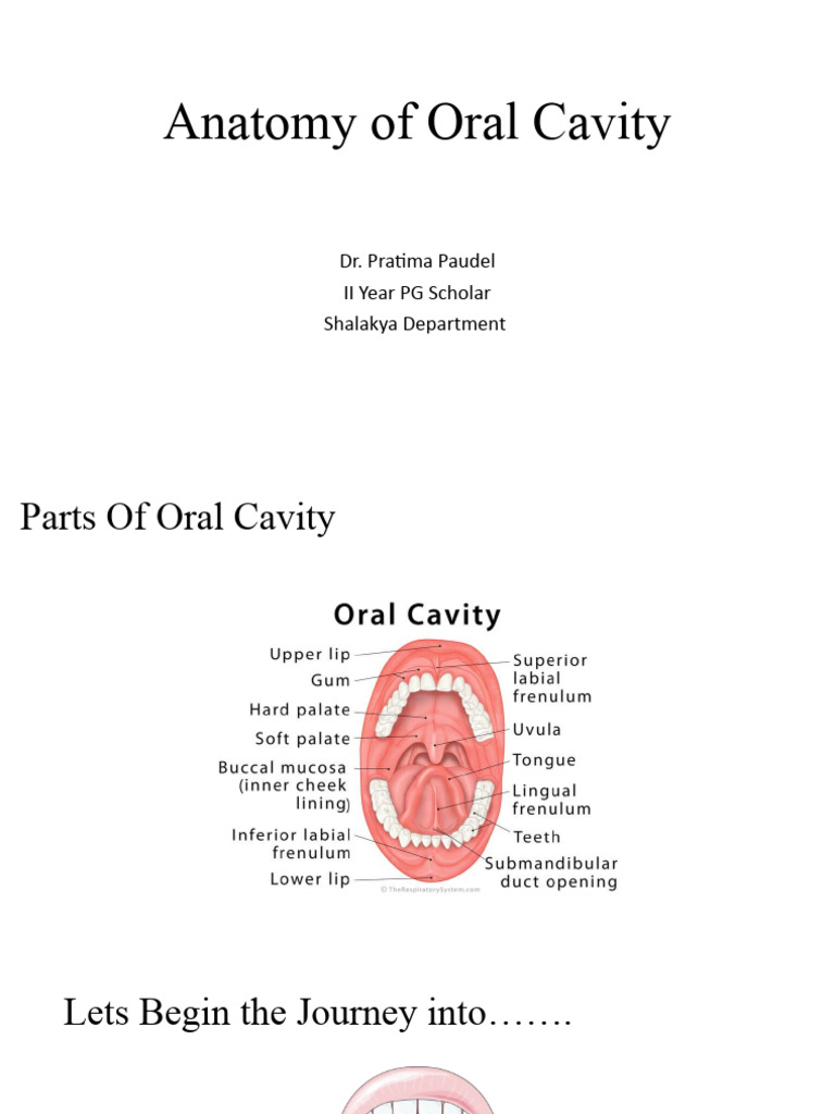 Anatomy of Oral Cavity | PDF | Lip | Human Nose