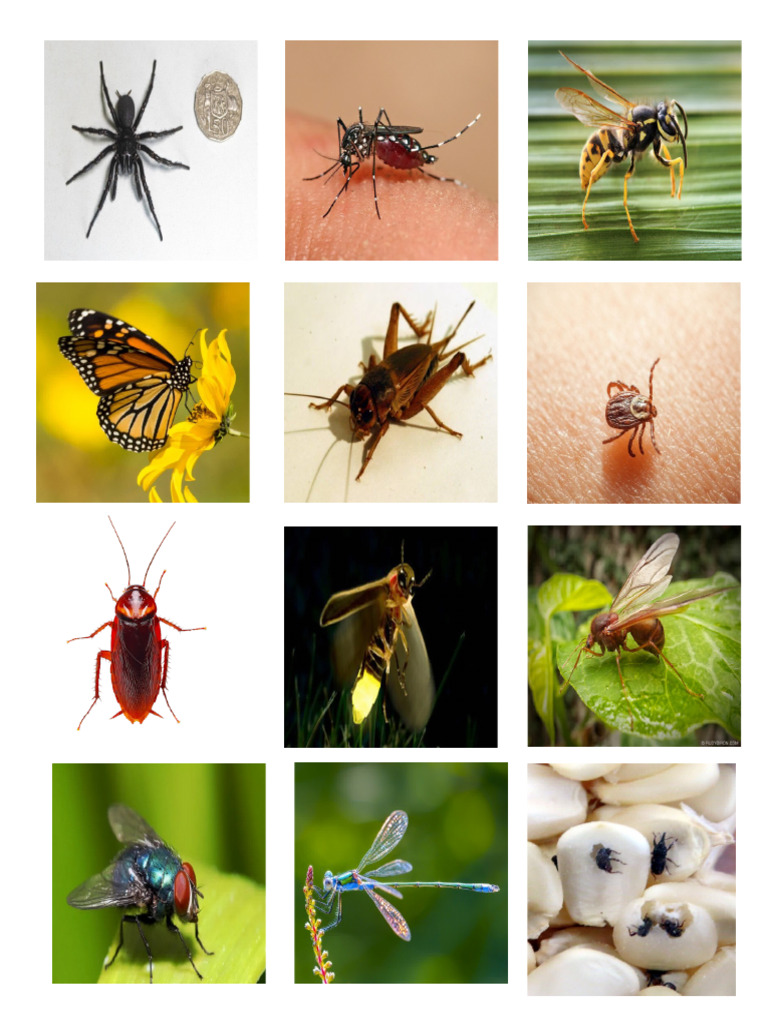 saludos insectos | PDF