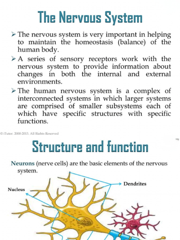 NERVOUS SYSTEM | PDF