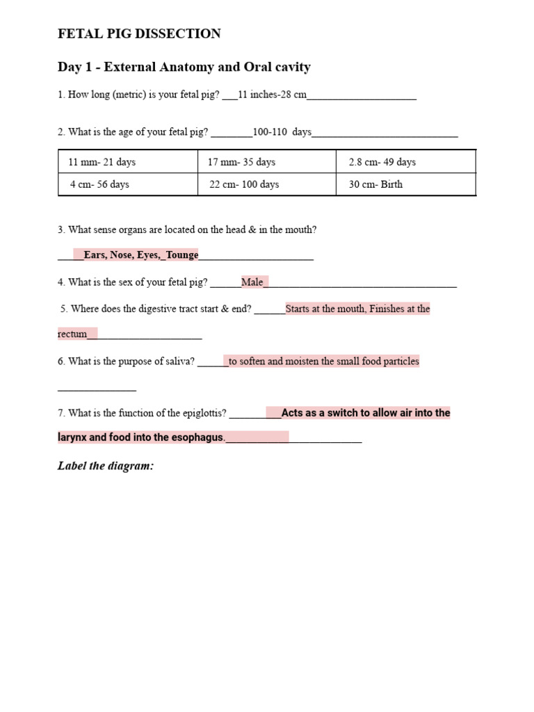 Piggy-Dissection-Student-Worksheet | PDF | Stomach | Respiratory Tract