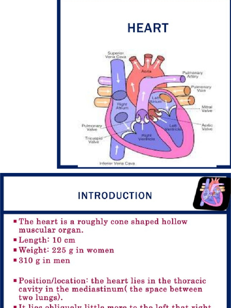The Heart | PDF