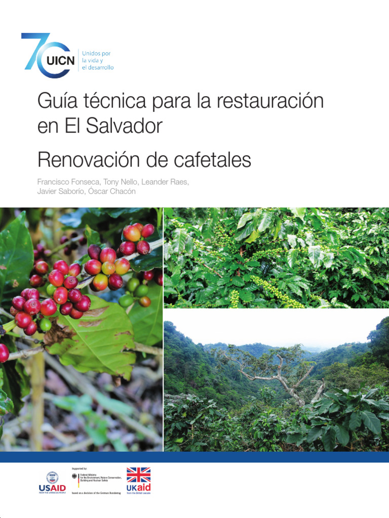 Renovación de Cafetales en El Salvador | PDF | café | El Salvador