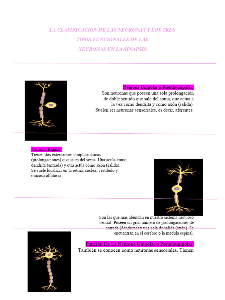 LA CLASIFICACION DE LAS NEURONAS | PDF | Neurona | Sistema nervioso