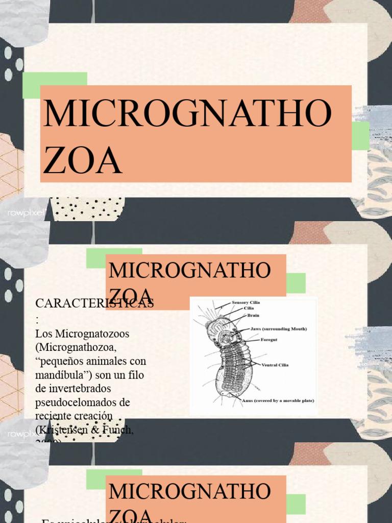 Micrognathozoa | PDF | Boca | Organismos