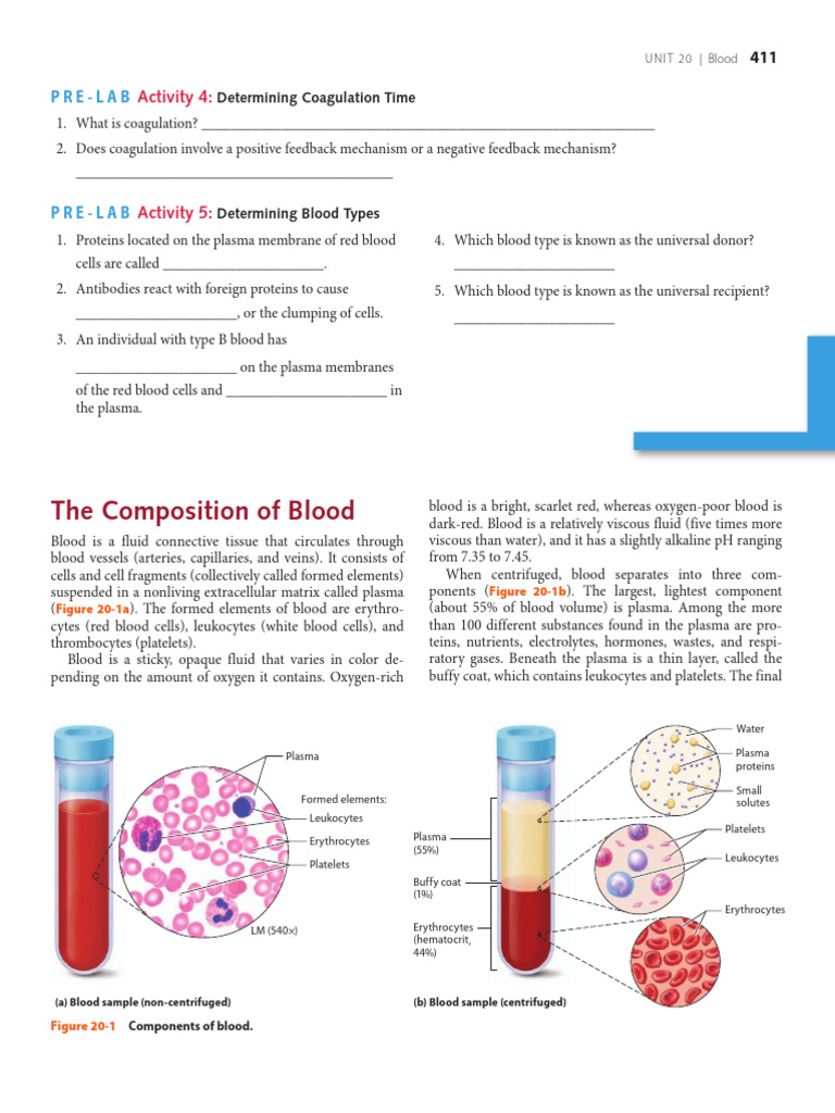 Composition-of-Blood Worksheet Lab | PDF | Granulocyte | White Blood Cell