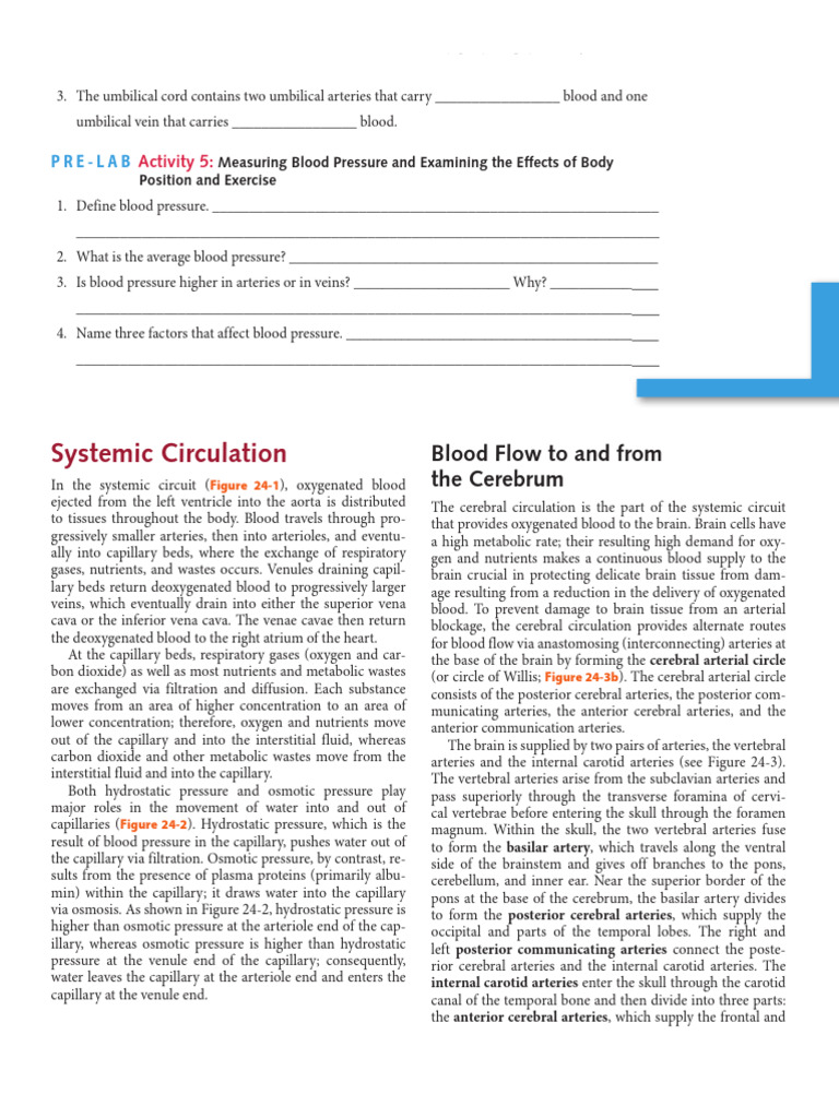 Circulatory Pathways & Blood Pressure | PDF | Vein | Lung