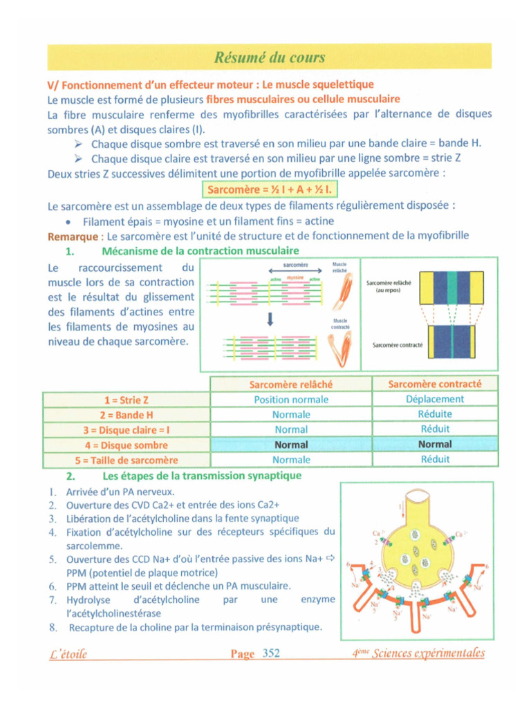 Muscle Cours Bac SC | PDF