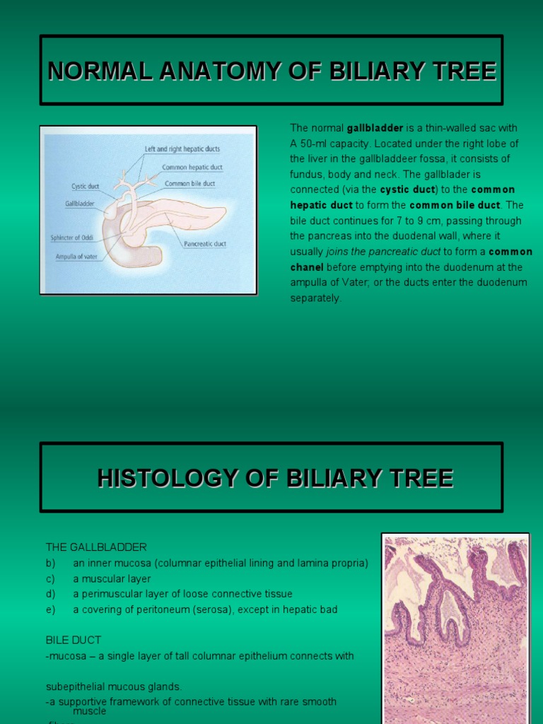 Biliary Tree | PDF | Pancreas | Gallbladder