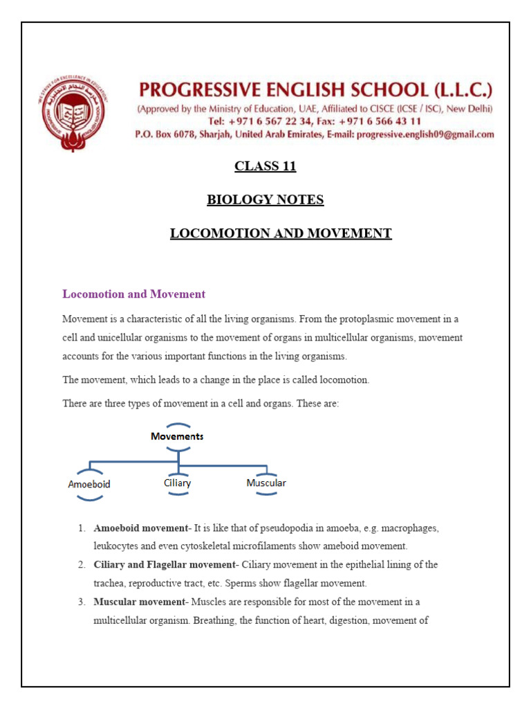 Locomotion and Movement Notes Grade 11 | PDF | Muscle Contraction | Muscle