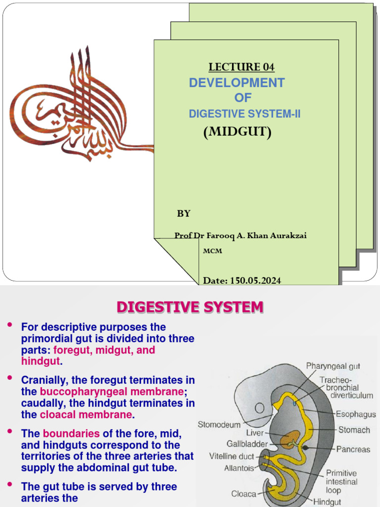 Git Development-II..... Mcm..... 2024 | PDF | Pancreas | Liver
