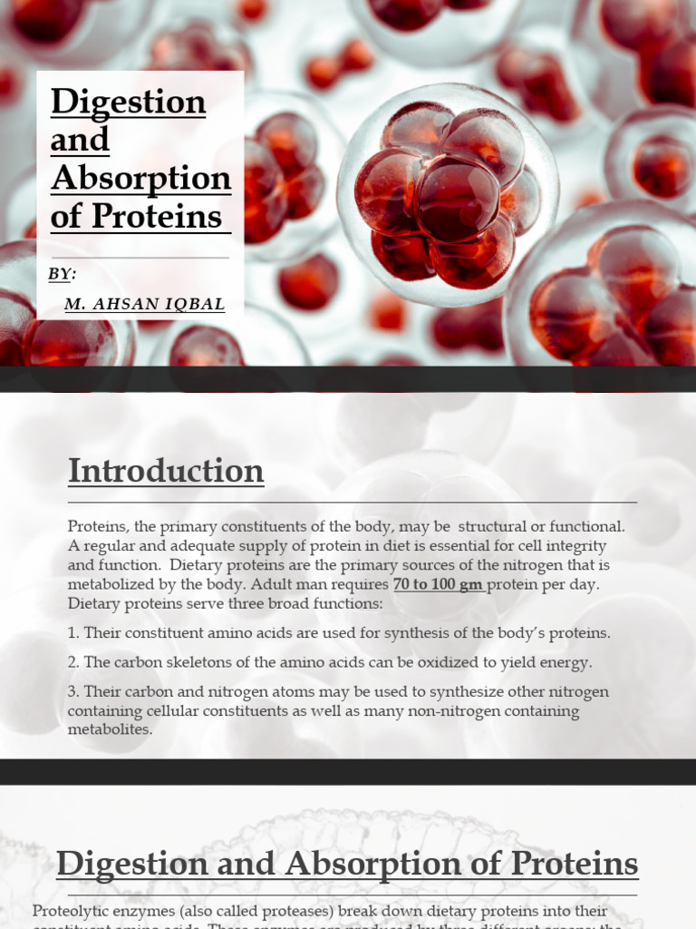 Pepsin and Protein Digestion Overview | PDF | Digestion | Stomach