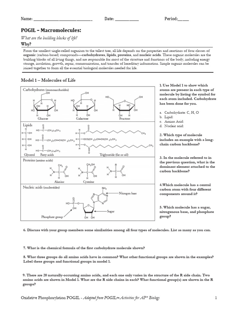 POGIL - Macromolecules - AP Bio | PDF | Carbohydrates | Chemical Reactions