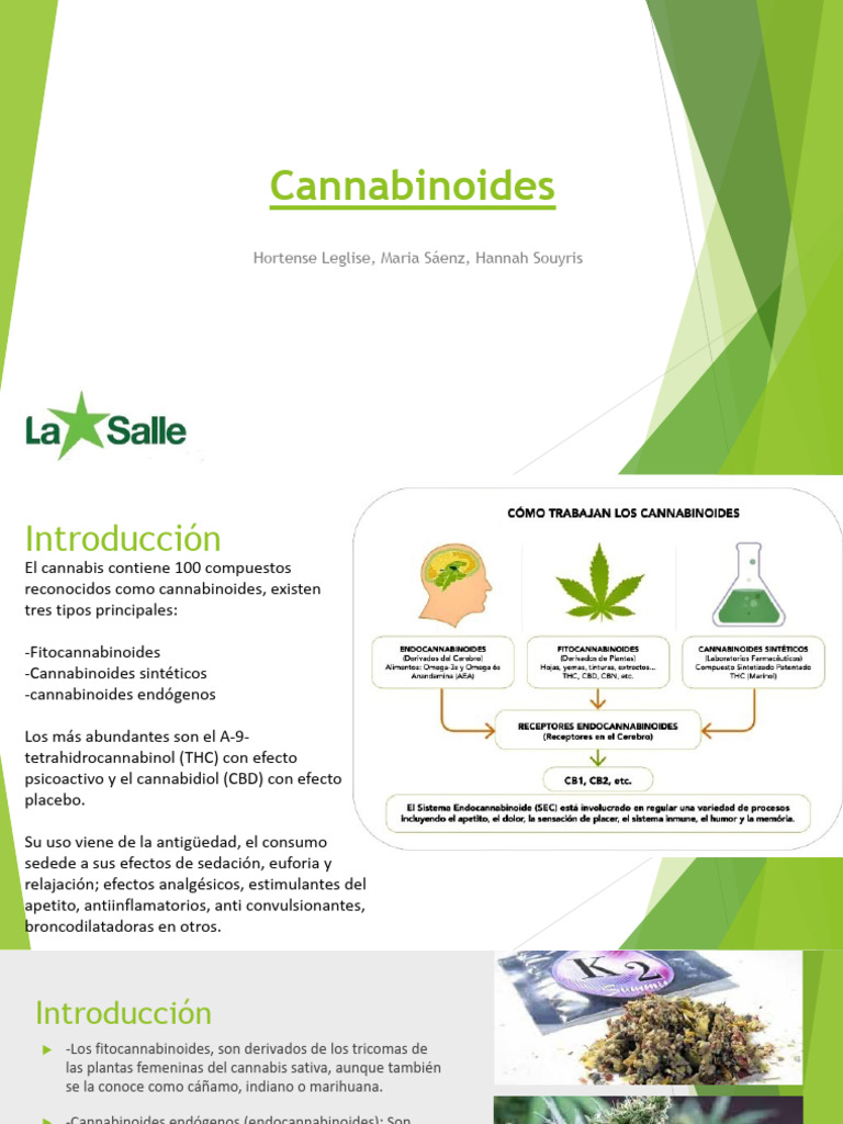 CANNABINOIDES_Hortense, María y Hannah | PDF | Tetrahidrocannabinol | Cannabis (Droga)