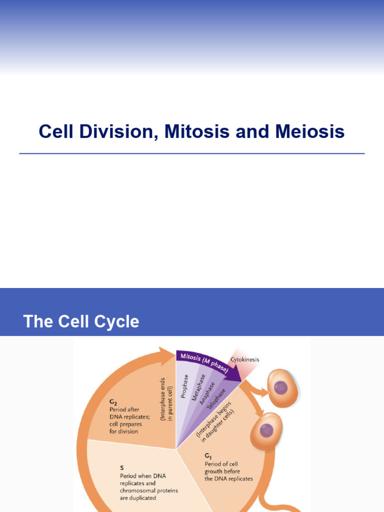 PR3002 Cell Division Mitosis Meiosis LECTURE | PDF | Meiosis | Mitosis