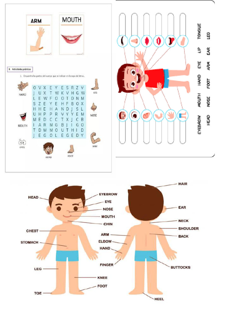 PARTS OF THE BODY | PDF