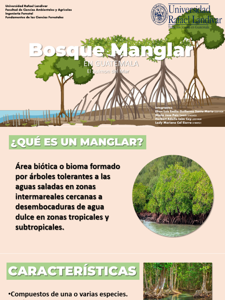 Bosque Manglar | Descargar gratis PDF | Mangle | Arboles