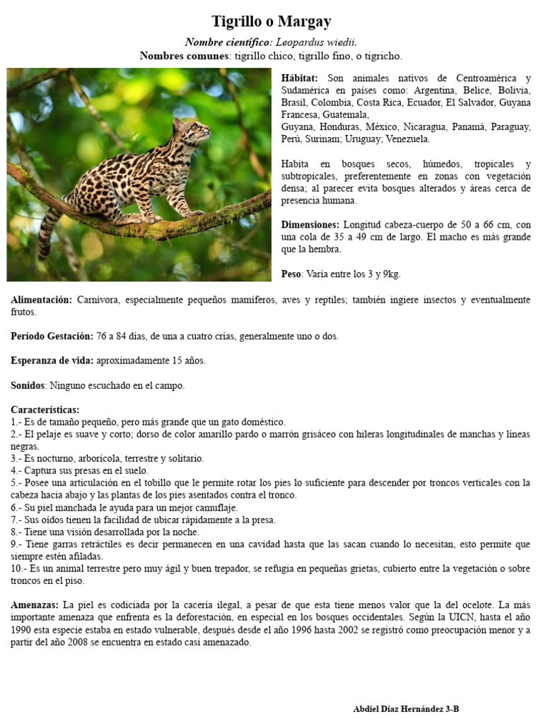 Características del Tigrillo Amazonico | PDF | Zoología