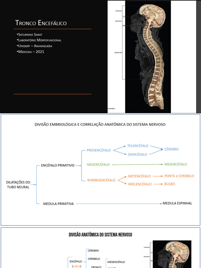 Aula 2 - Tronco Encefálico | PDF | Neuroanatomia | Tronco cerebral