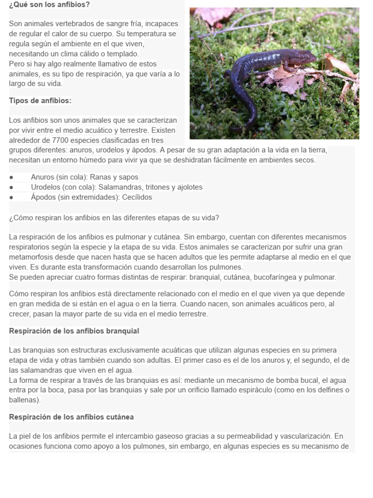 ANFIBIOS | PDF | Anfibio | Respiración
