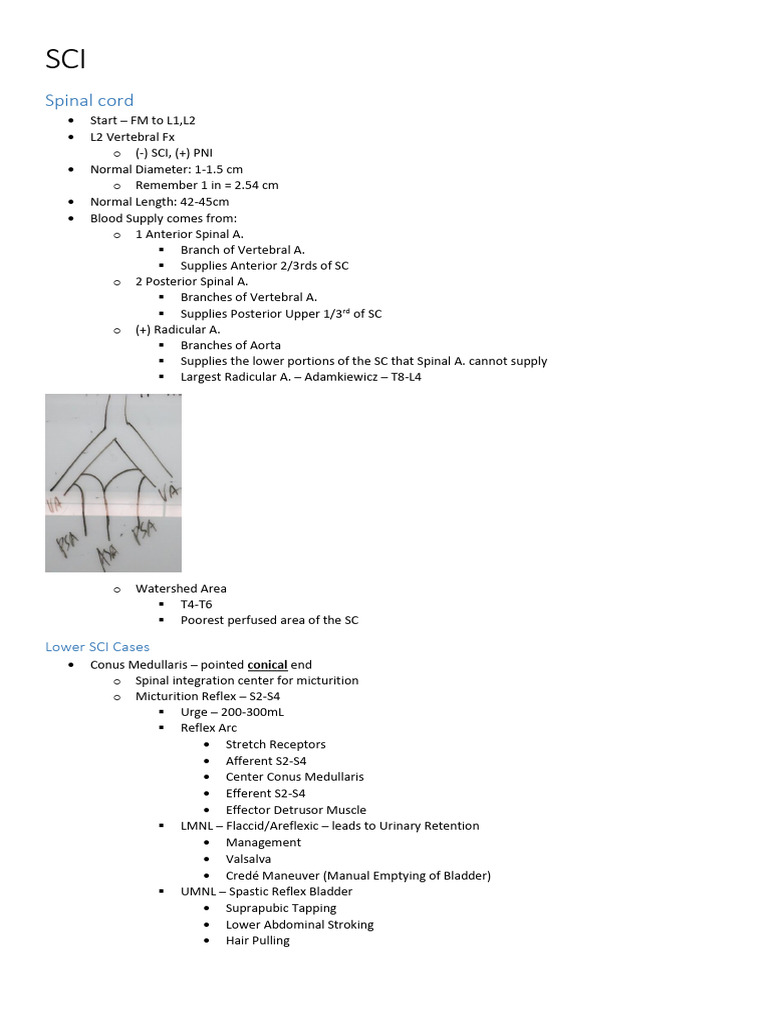 28-SCI-FINAL | PDF | Anatomy | Human Anatomy
