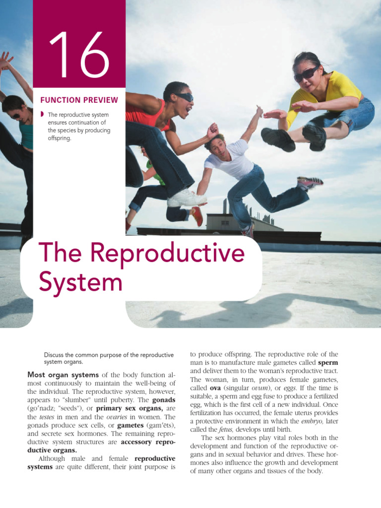 Reproductive System | PDF | Prostate | Testicle