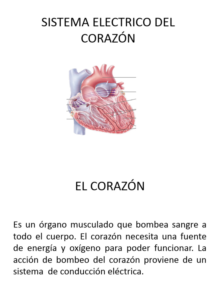 Sistema Electrico Del Corazón 2 | PDF | Corazón | Anatomía