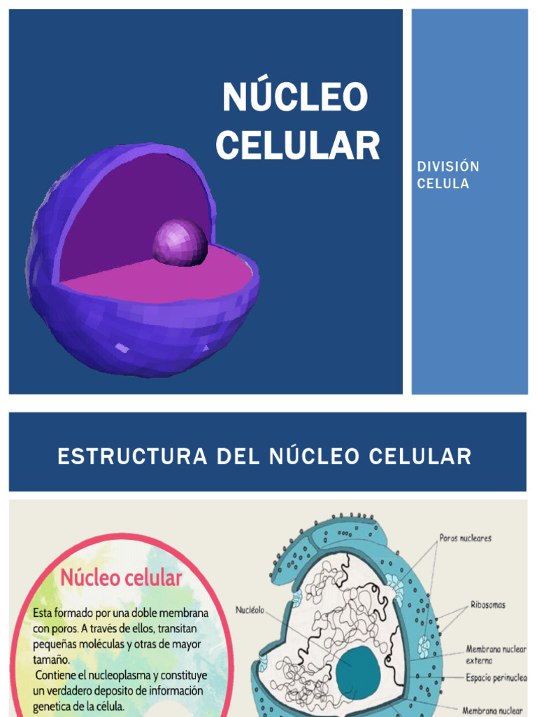 Biologia Nucleo Celular | PDF | Mitosis | Mitosis