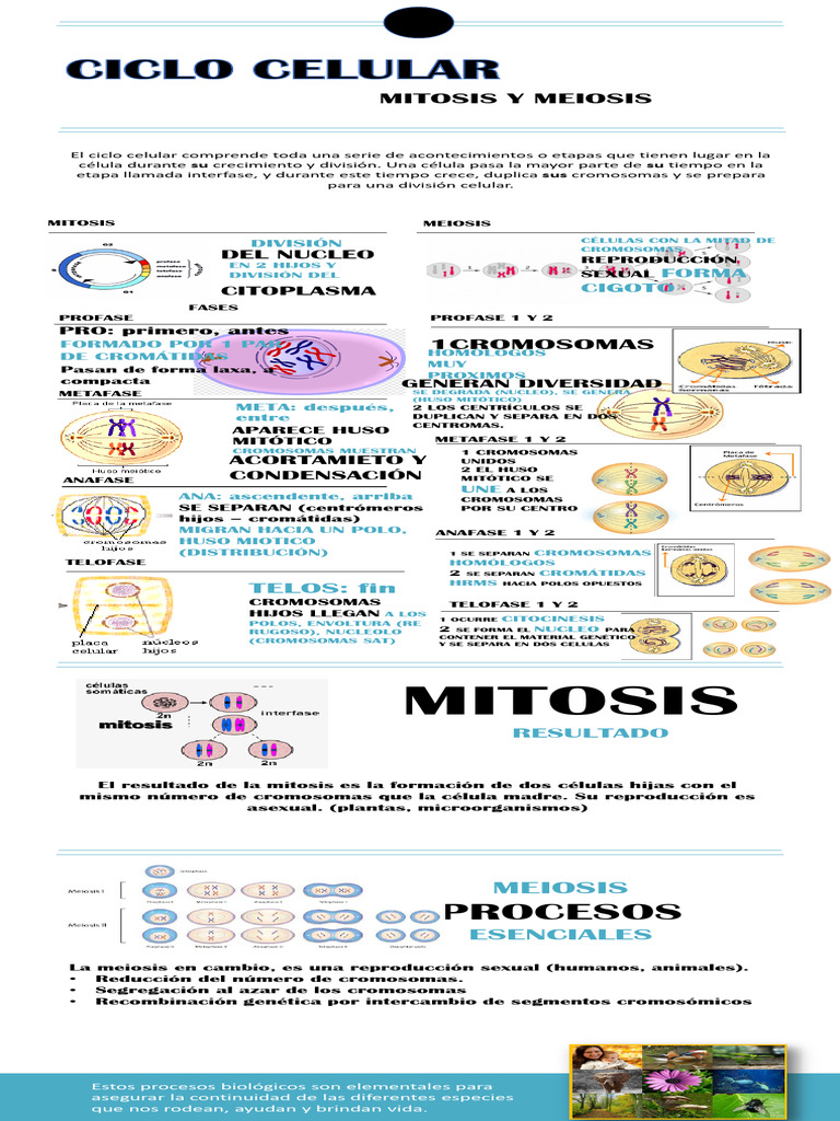 Mitosis y Meiosis | Descargar gratis PDF | Mitosis | Mitosis