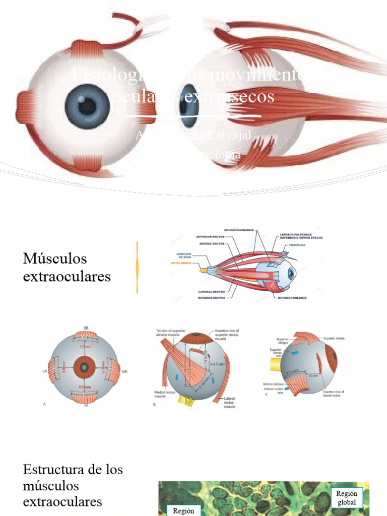 Fisiología de Los Movimientos Oculares Extrínsecos | PDF