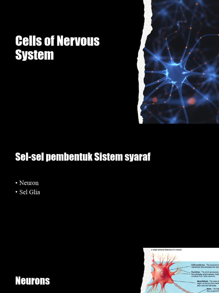 Nervous System Part 2 | PDF