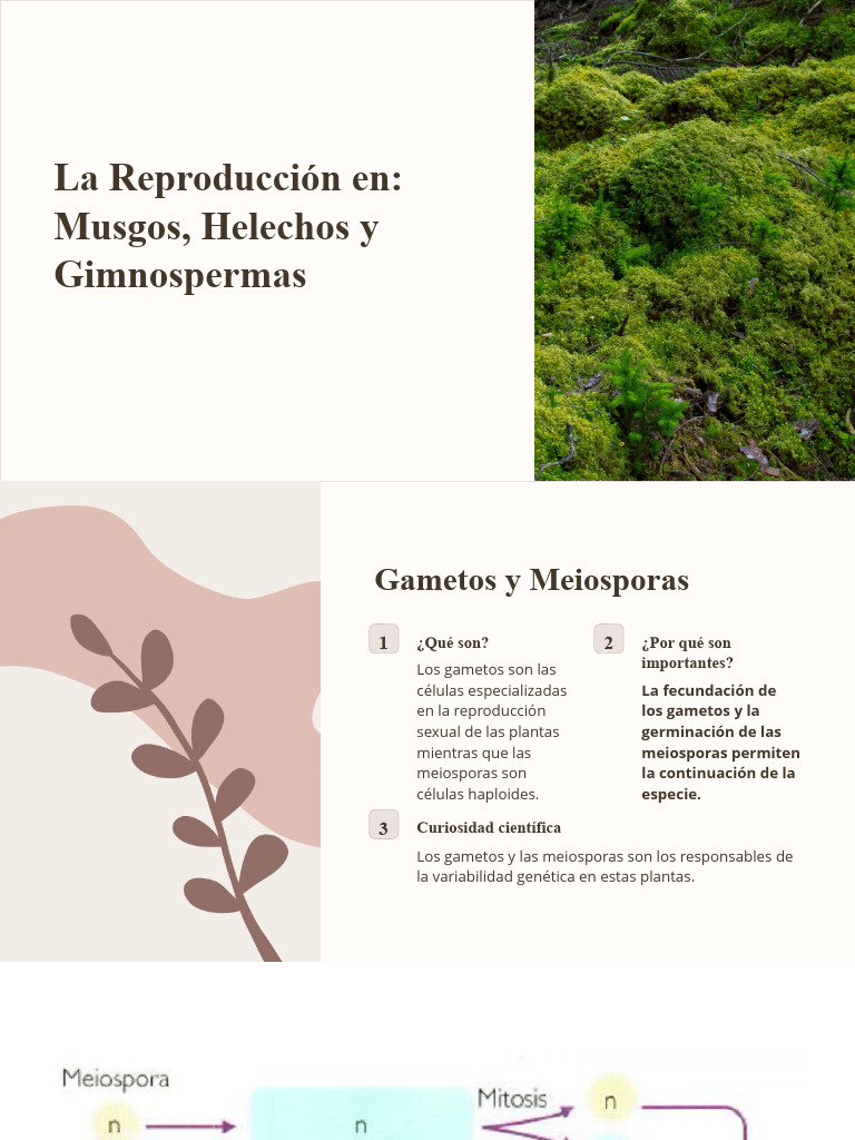 La Reproduccion en Musgos Helechos y Gimnospermas | Descargar gratis ...